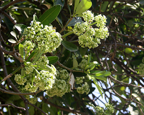 The PWC Towers - Kothrud Next, Paud Road, Bhugaon, Pune | 2 mins ...